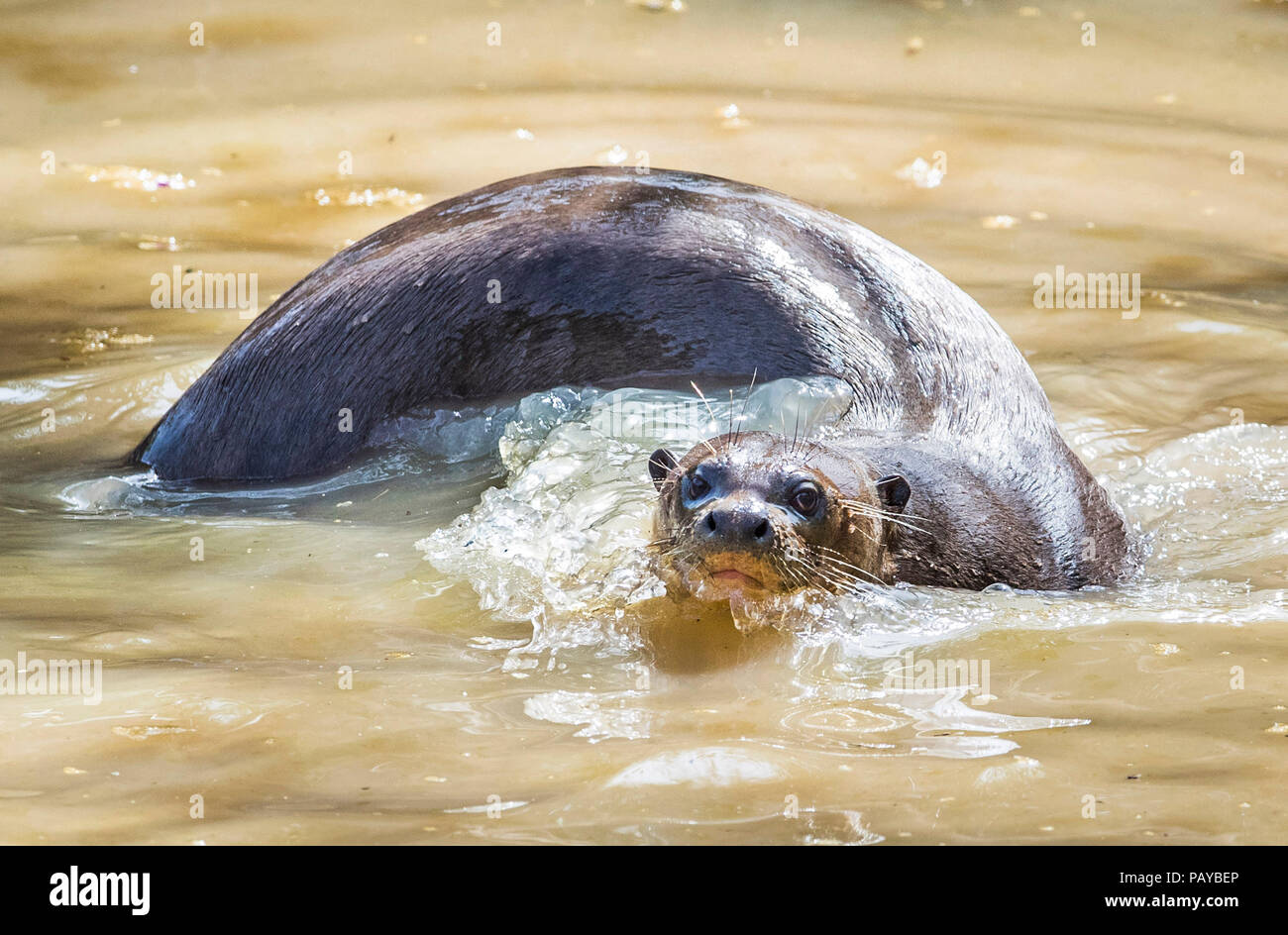Giant Otters Mora and Alexandra at the Yorkshire Wildlife Park, as the ...