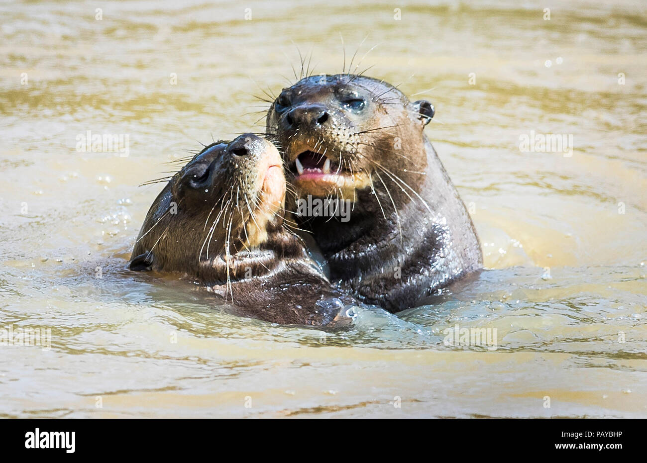 Giant otters mora and alexandra at the yorkshire wildlife park hi-res ...