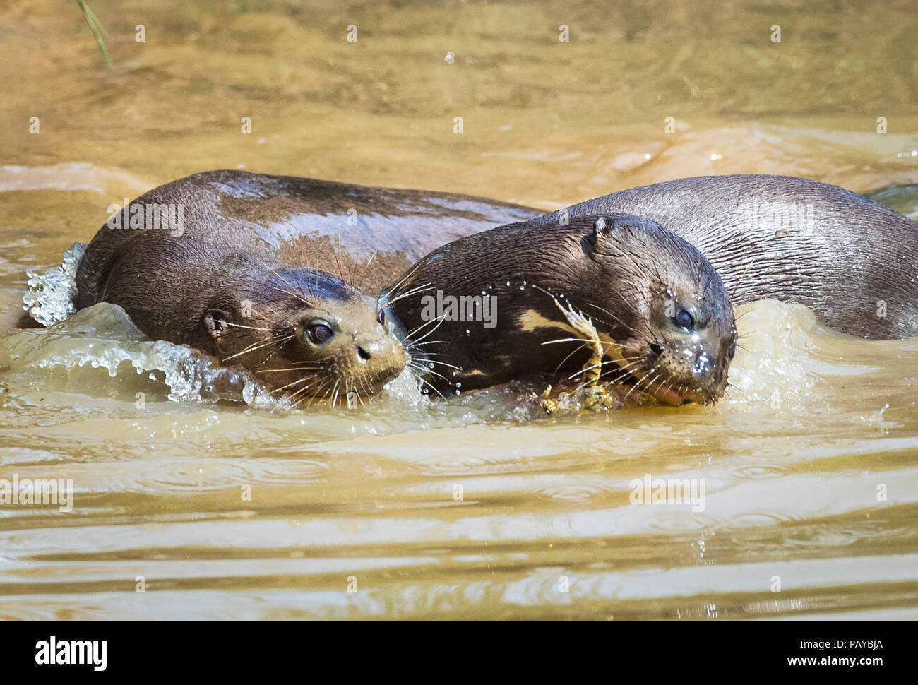 Giant otters mora and alexandra at the yorkshire wildlife park hi-res ...