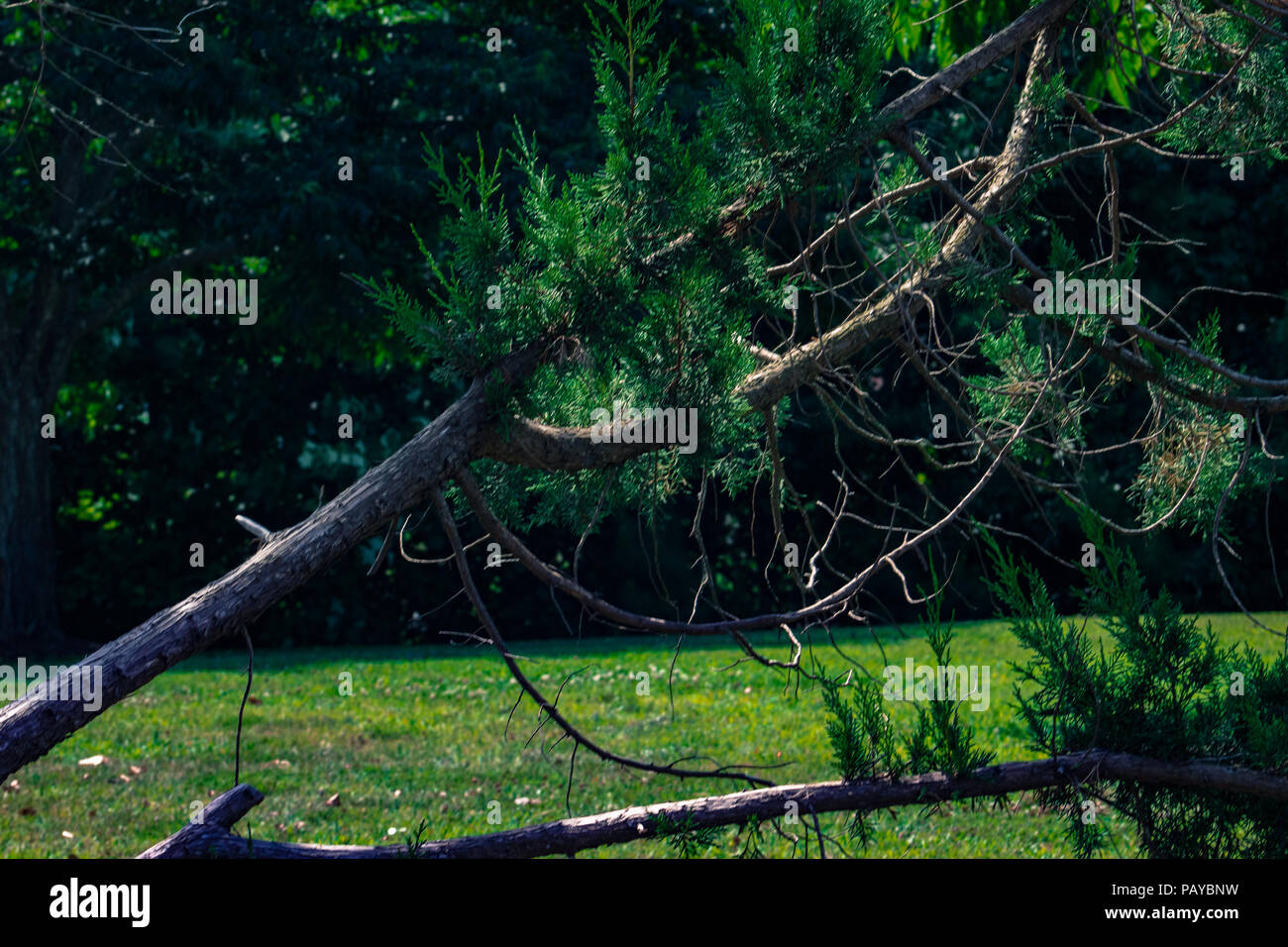 Conditional hi-res stock photography and images - Alamy