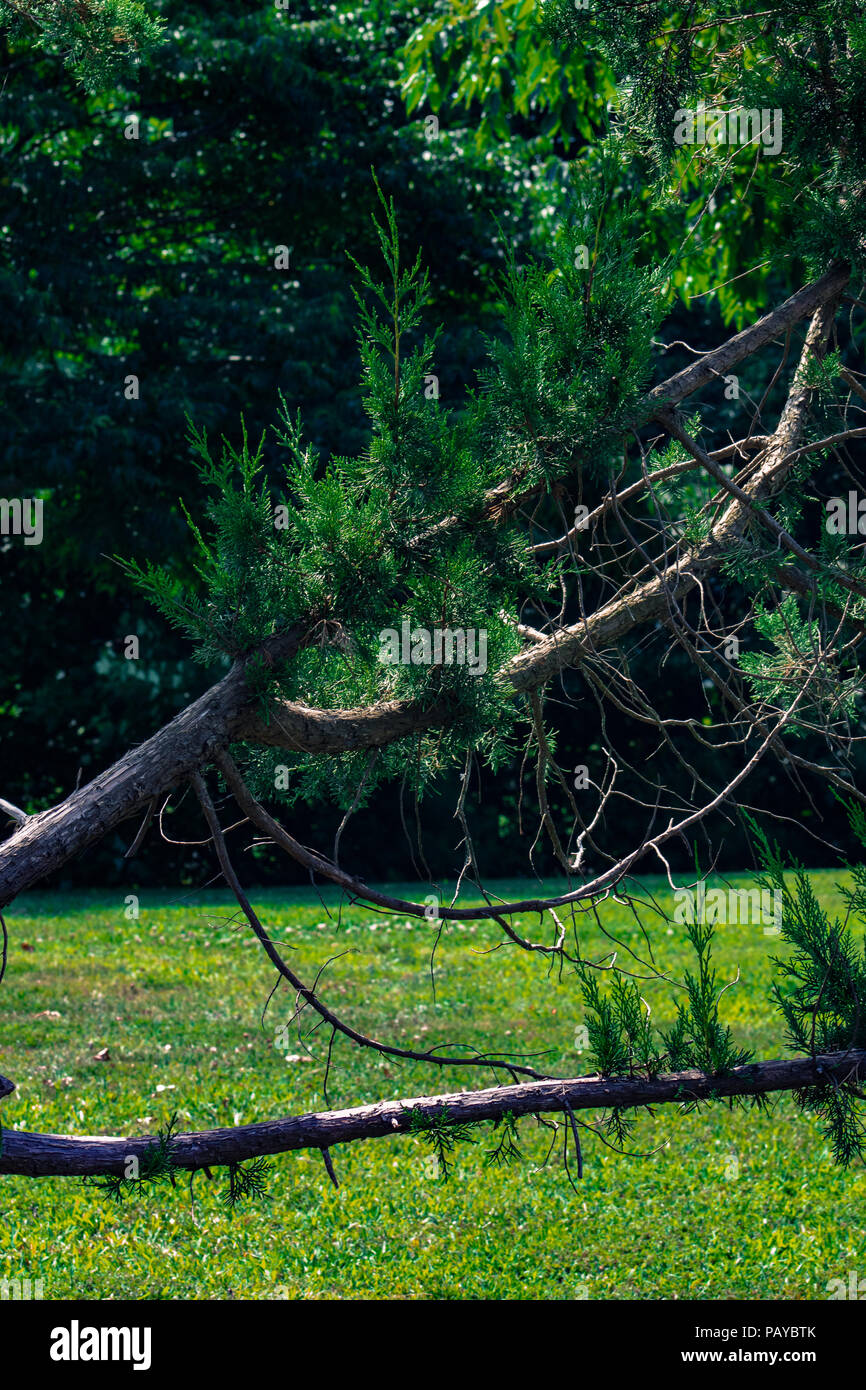 Conditional use hi-res stock photography and images - Alamy