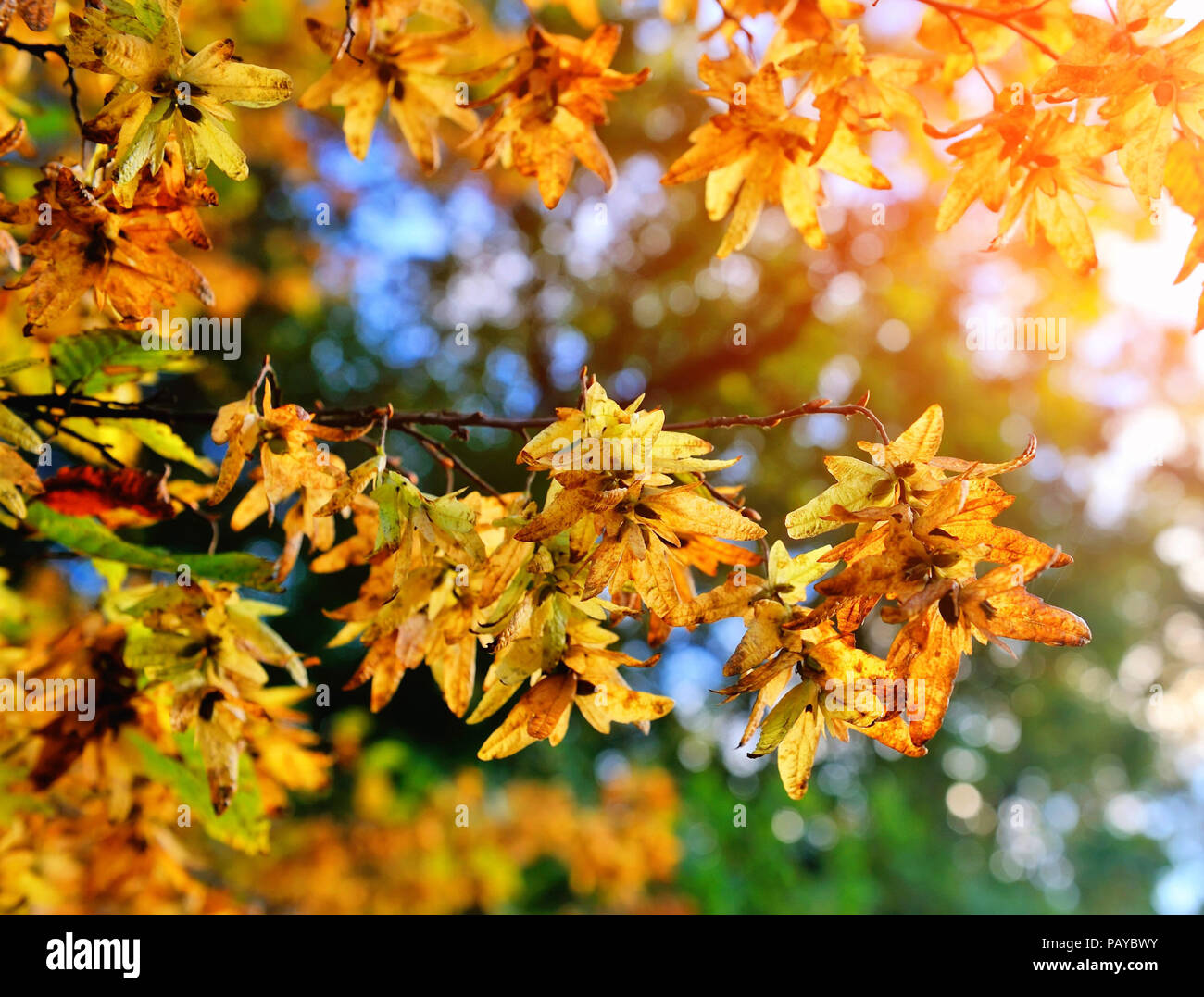 Beech carpinus betulus hi-res stock photography and images - Alamy