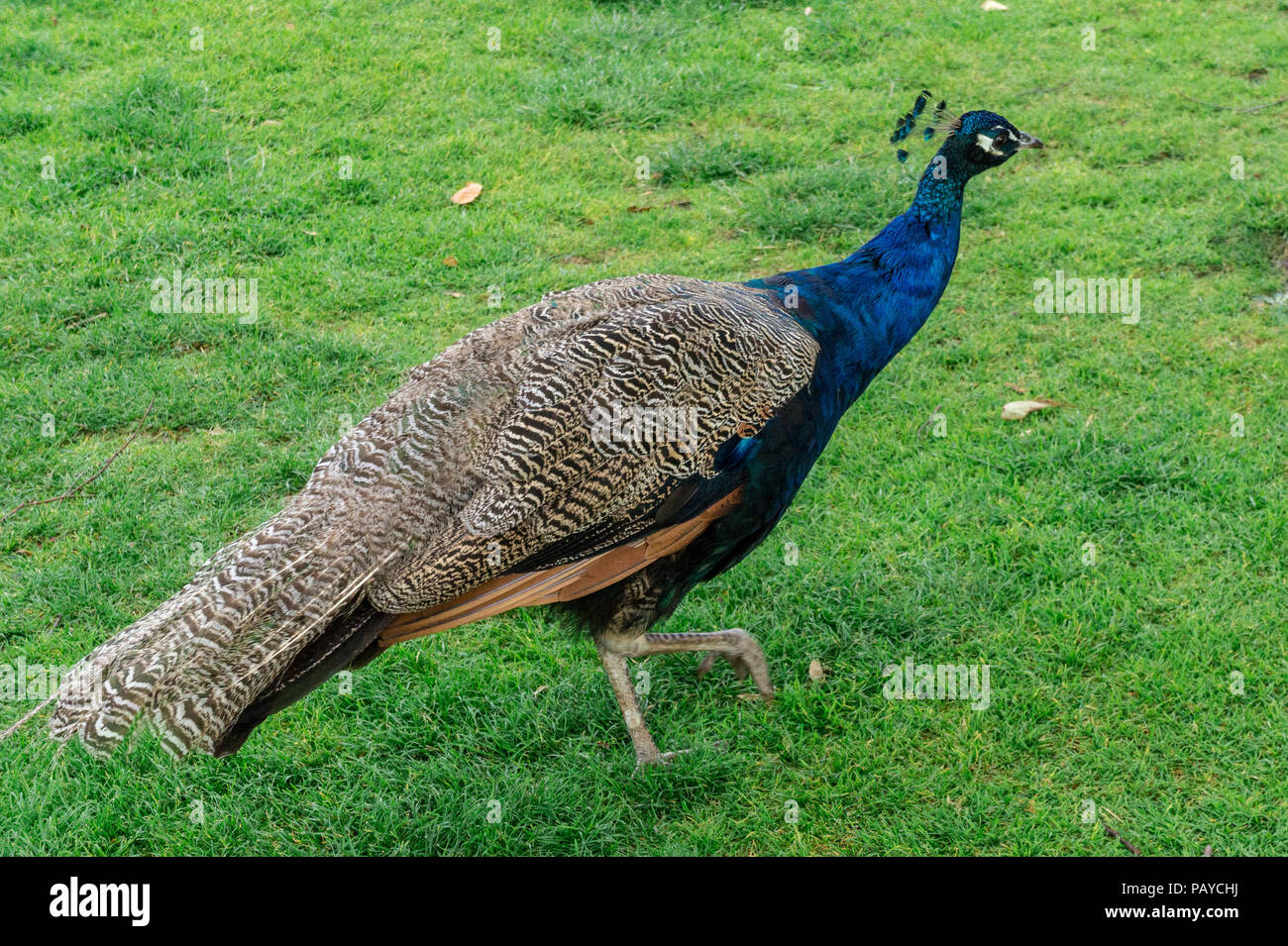 Peacock spring hi-res stock photography and images - Alamy