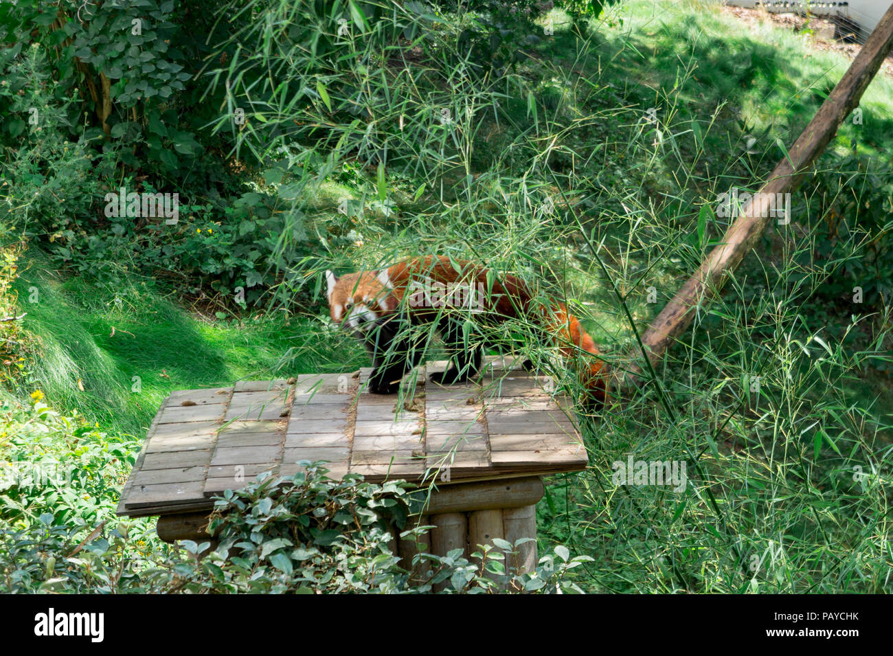 Red panda hiding Stock Photo - Alamy