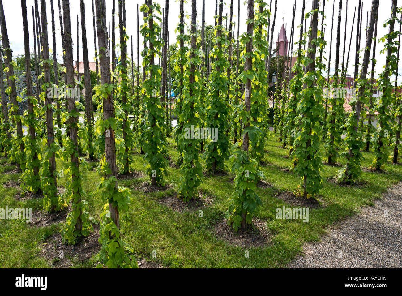 Traditional hop field hi-res stock photography and images - Alamy