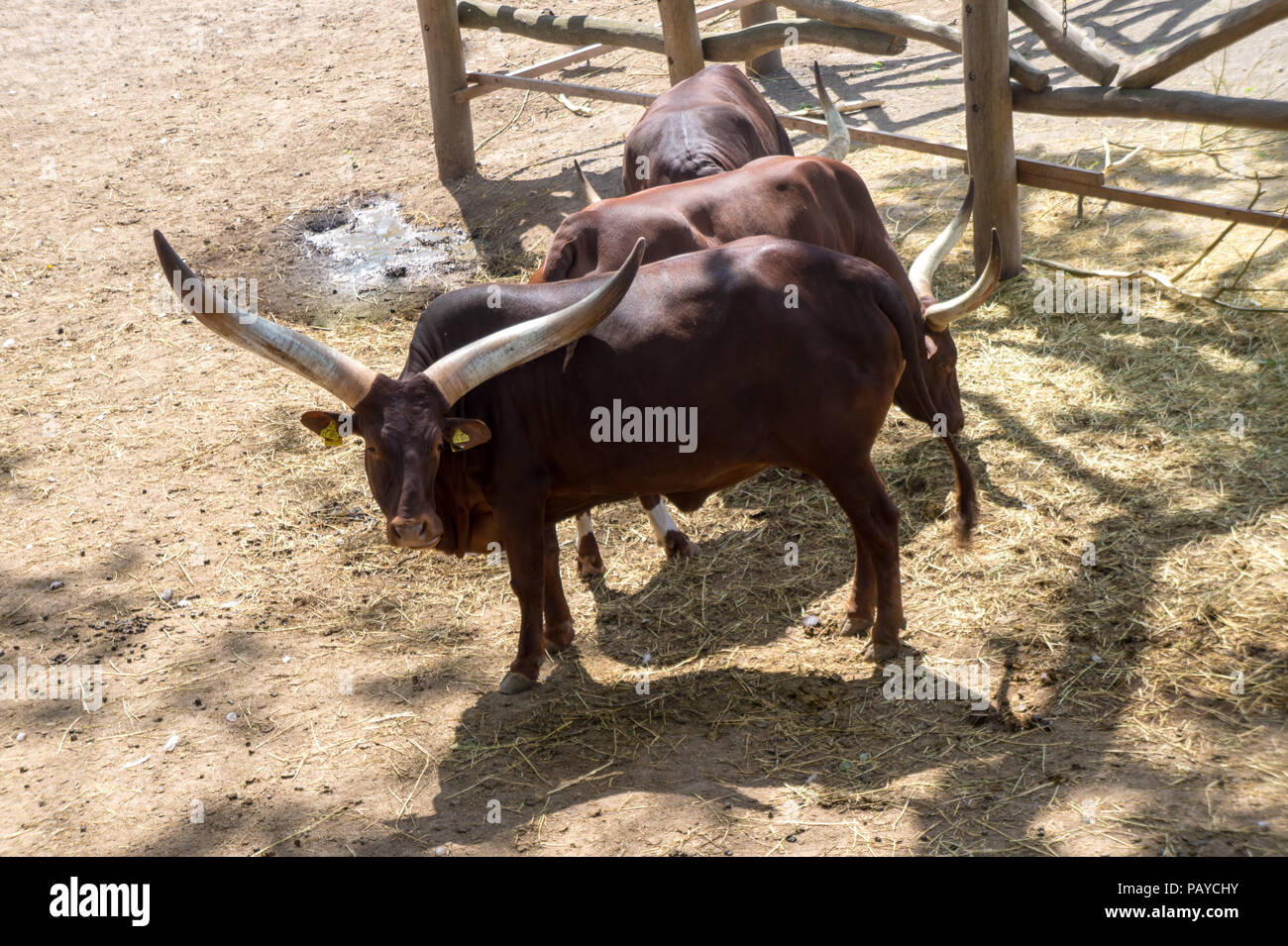 African cow hi-res stock photography and images - Alamy