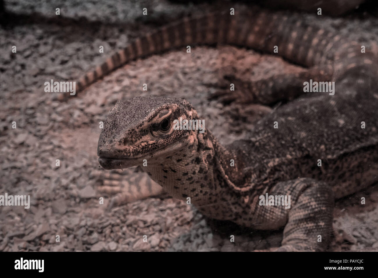 Desert monitor lizard hi-res stock photography and images - Alamy