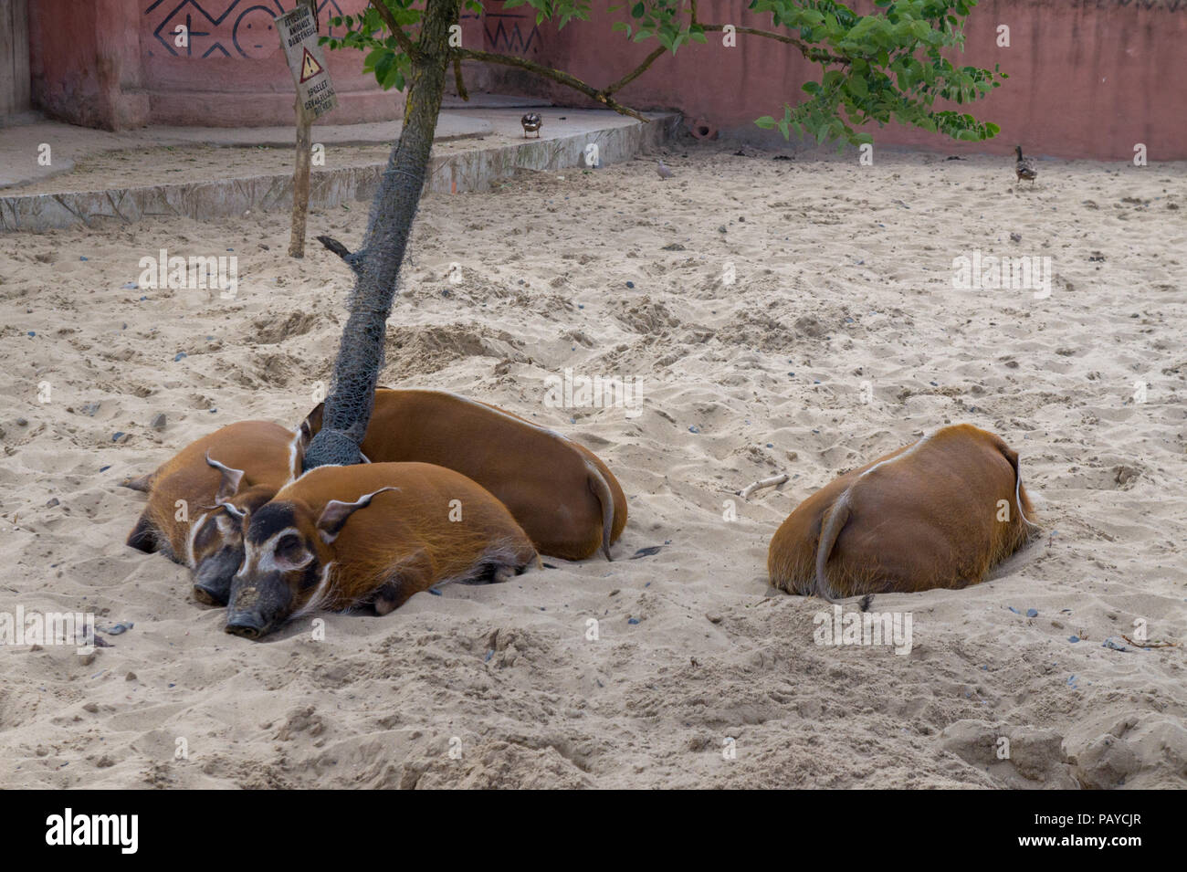 Bushpig High Resolution Stock Photography and Images - Alamy