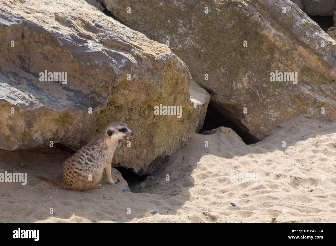 Small mammal fauna hi-res stock photography and images - Alamy