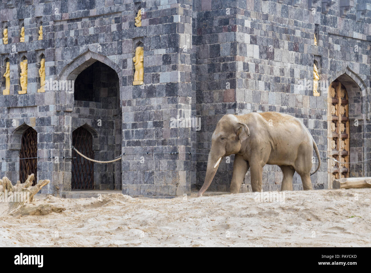 Elephant in front of a temple Stock Photo - Alamy
