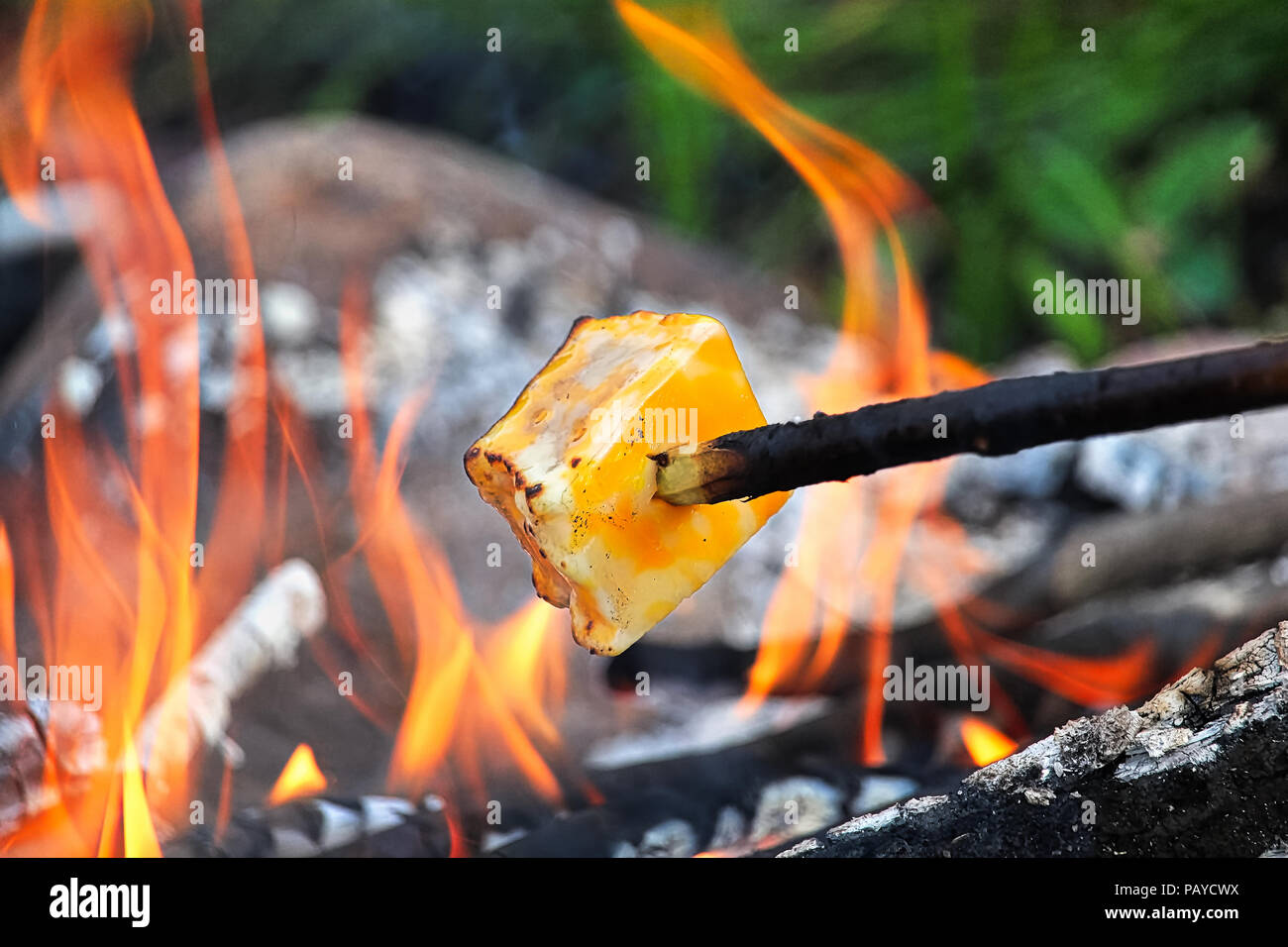 buffalo poop on the grass Stock Photo - Alamy
