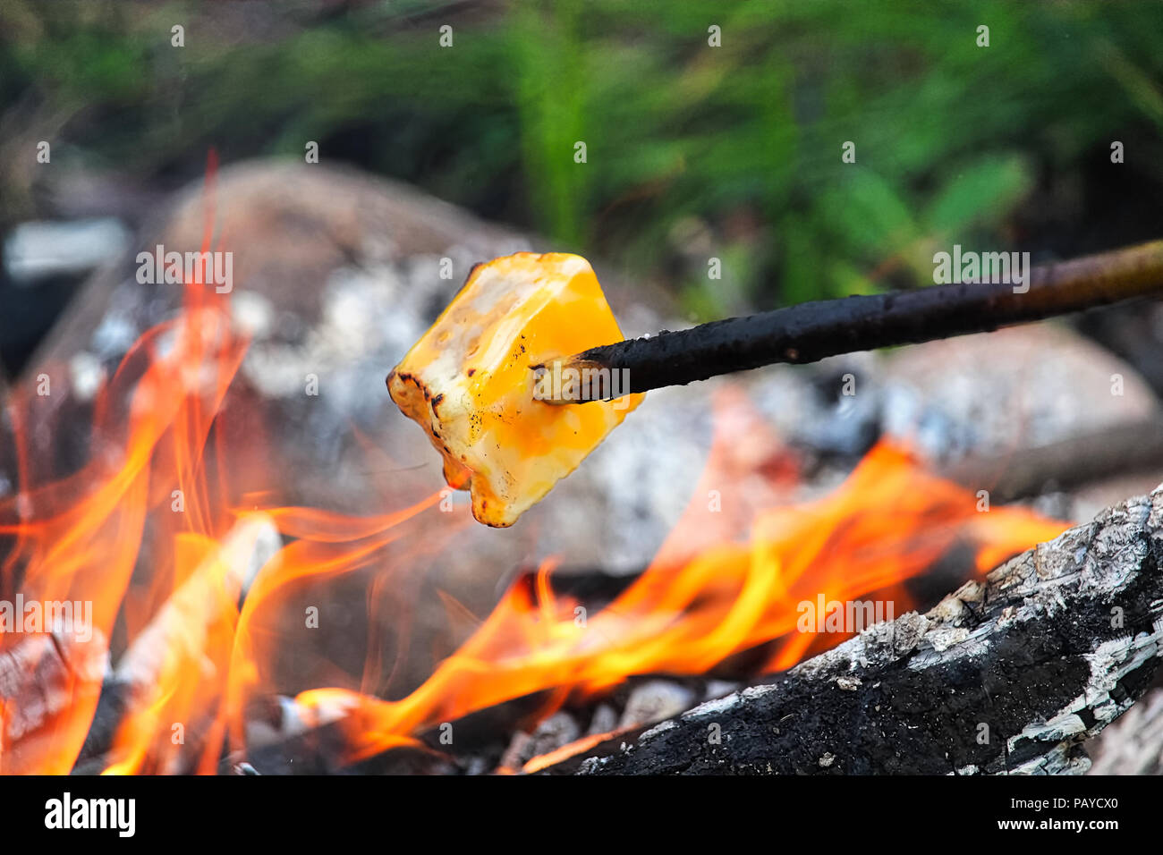buffalo poop on the grass Stock Photo - Alamy