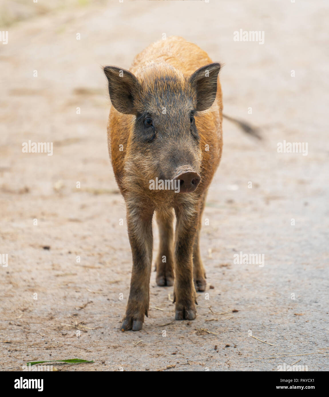 Asian boar hi-res stock photography and images - Alamy