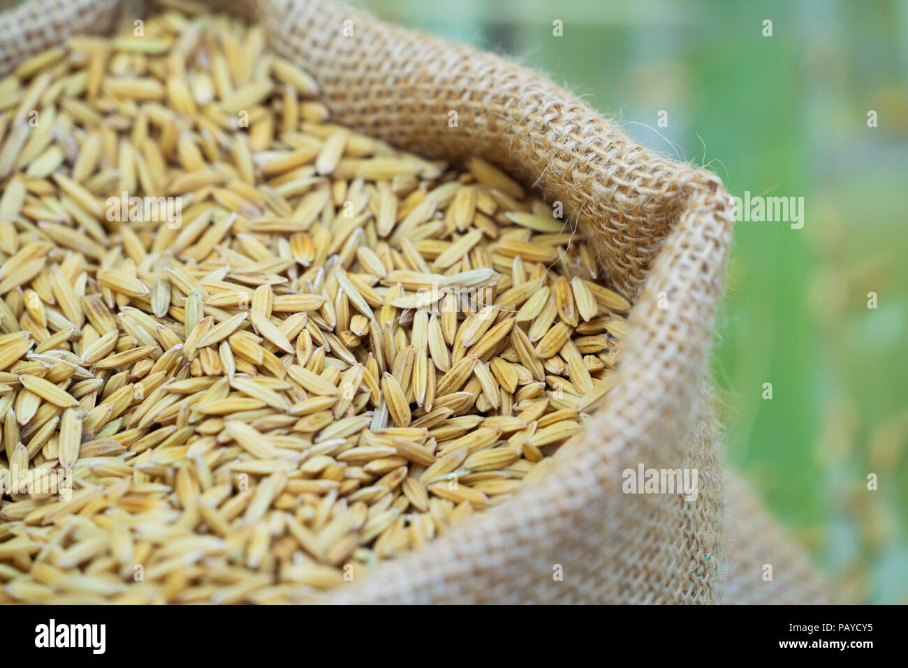 Rip paddy hi-res stock photography and images - Alamy