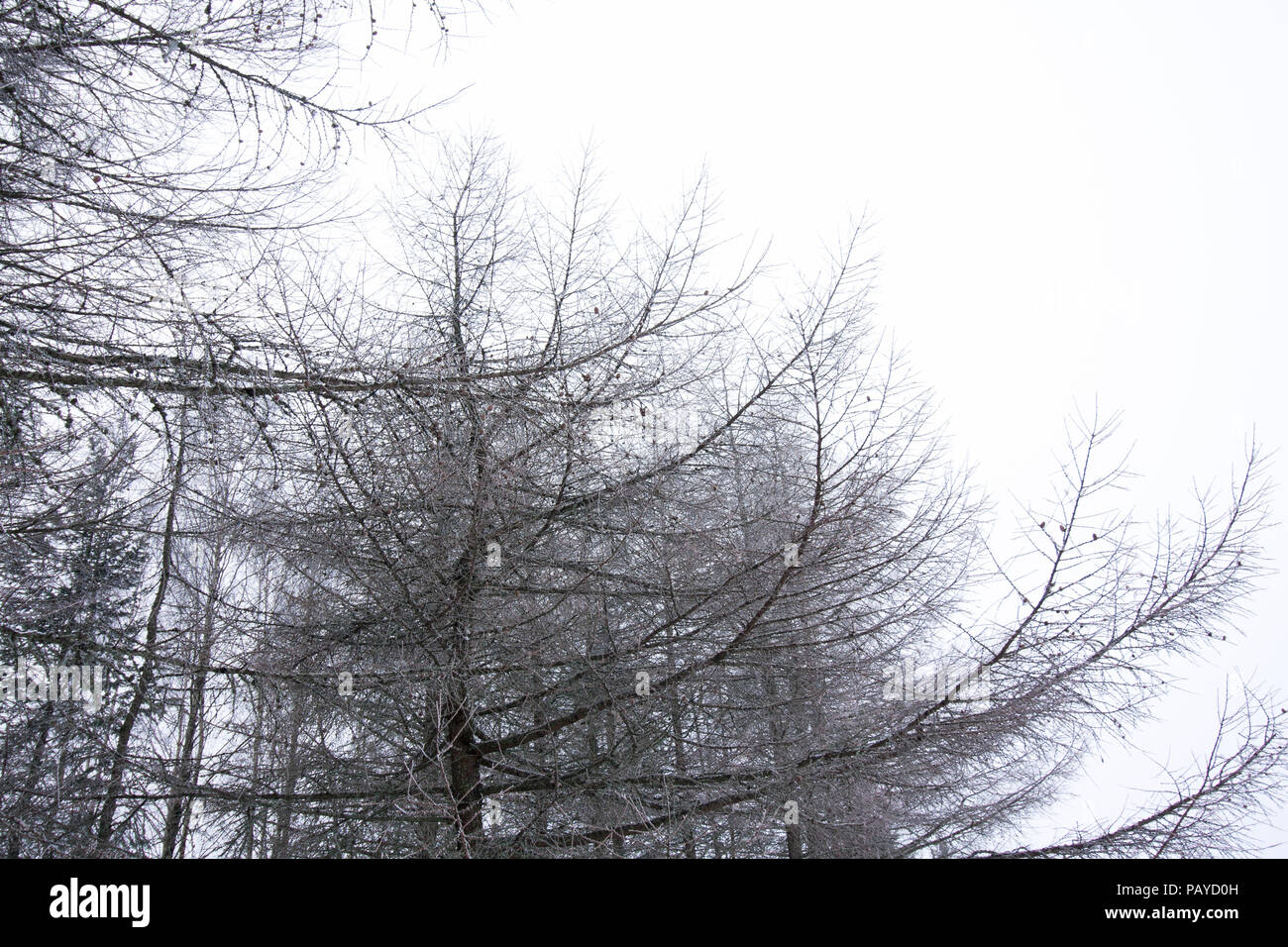 Frosty larch trees at winter in Finland on sky background Stock Photo ...
