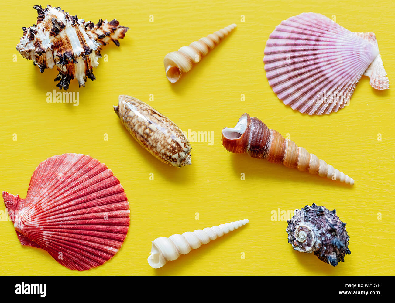 Shells on bright yellow. Beautiful summer background. Flat lay. Texture ...