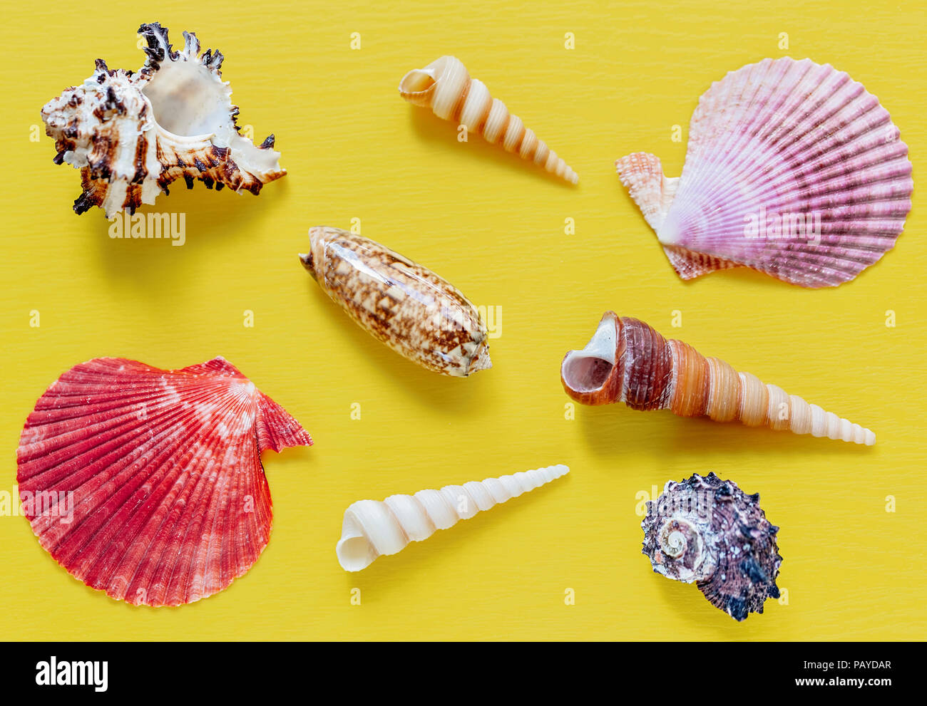 Shells on bright yellow. Beautiful summer background. Flat lay. Texture ...