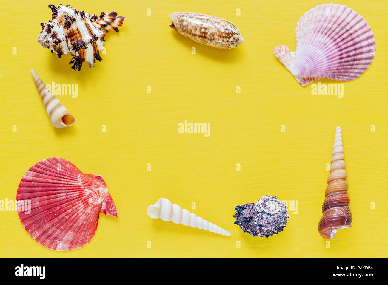 Shells on bright yellow. Beautiful summer background. Flat lay. Texture ...