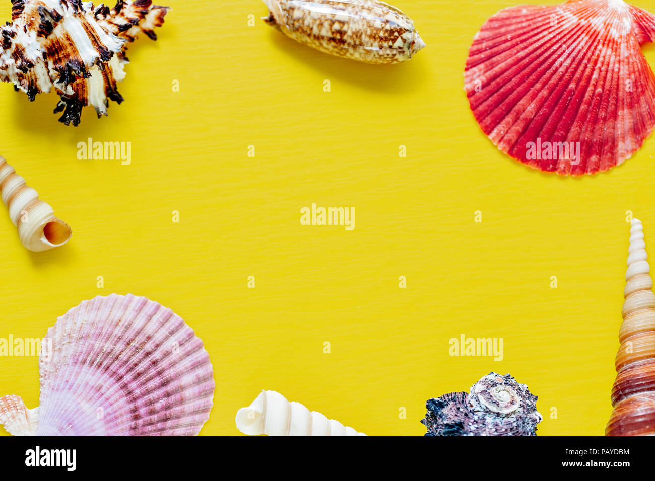 Shells on bright yellow. Beautiful summer background. Flat lay. Texture ...