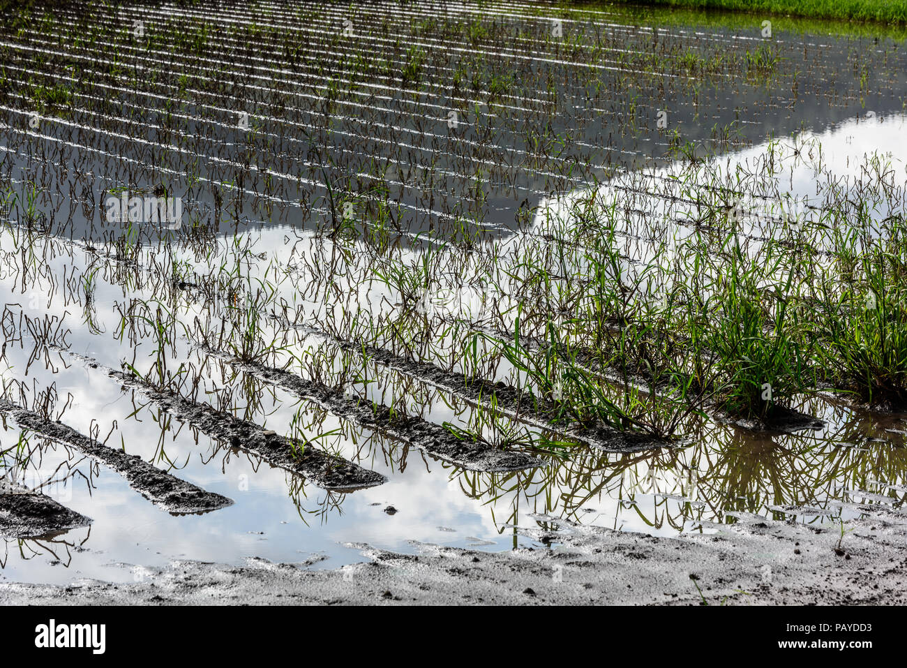 Flooded Potato Field. Agriculture ground after rain under water ...