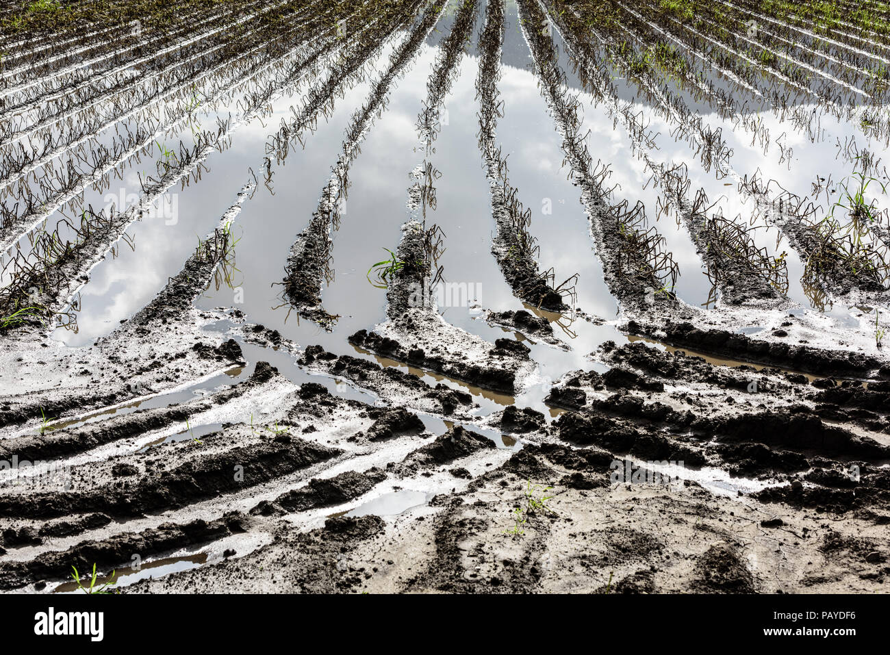 Flooded Potato Field. Agriculture ground after rain under water ...
