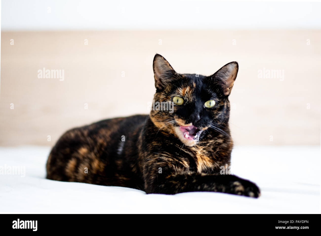 Coco thecat hi-res stock photography and images - Alamy