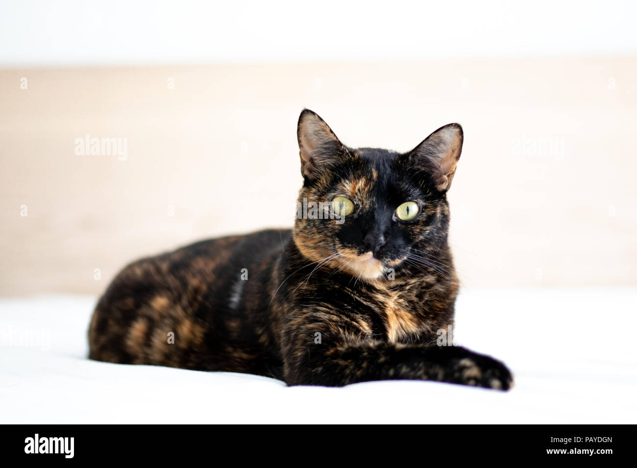 Coco thecat hi-res stock photography and images - Alamy