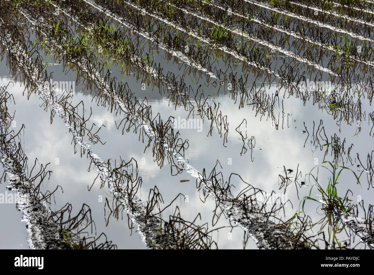 Wet potato field hi-res stock photography and images - Alamy