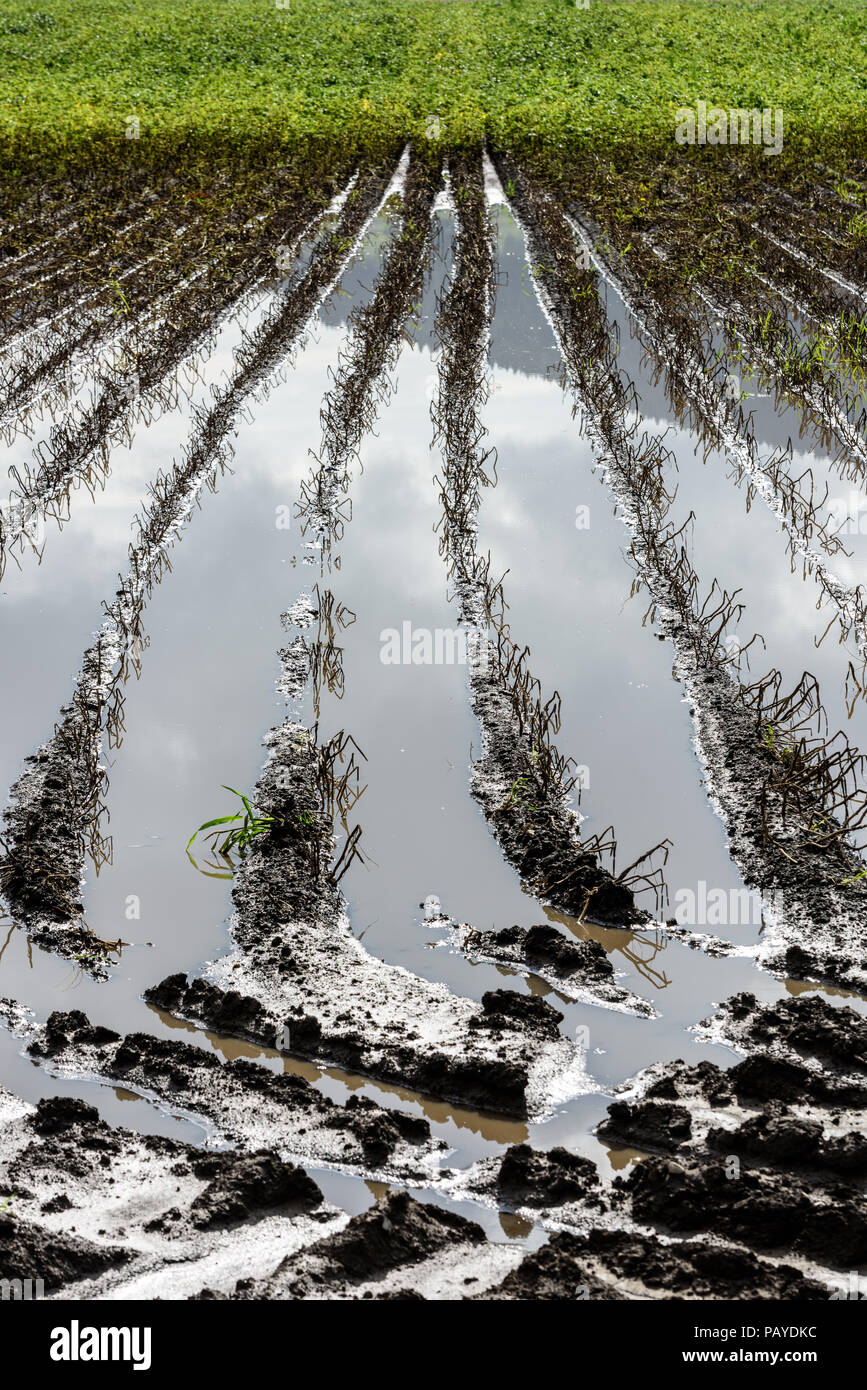 Flooded vegetable garden hi-res stock photography and images - Alamy