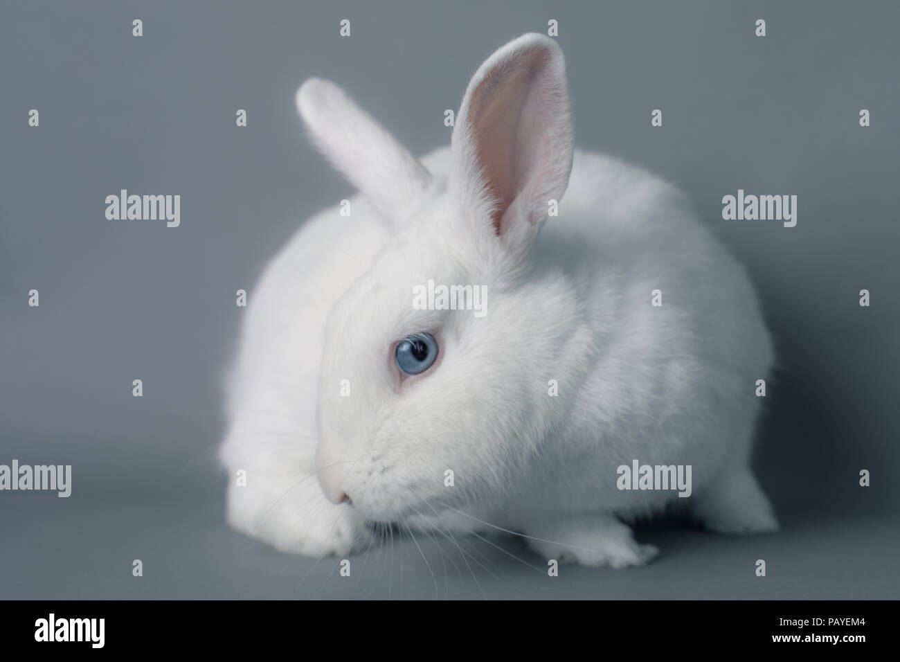 Gorgeous white baby bunny rabbit with huge ears on a seamless gray ...