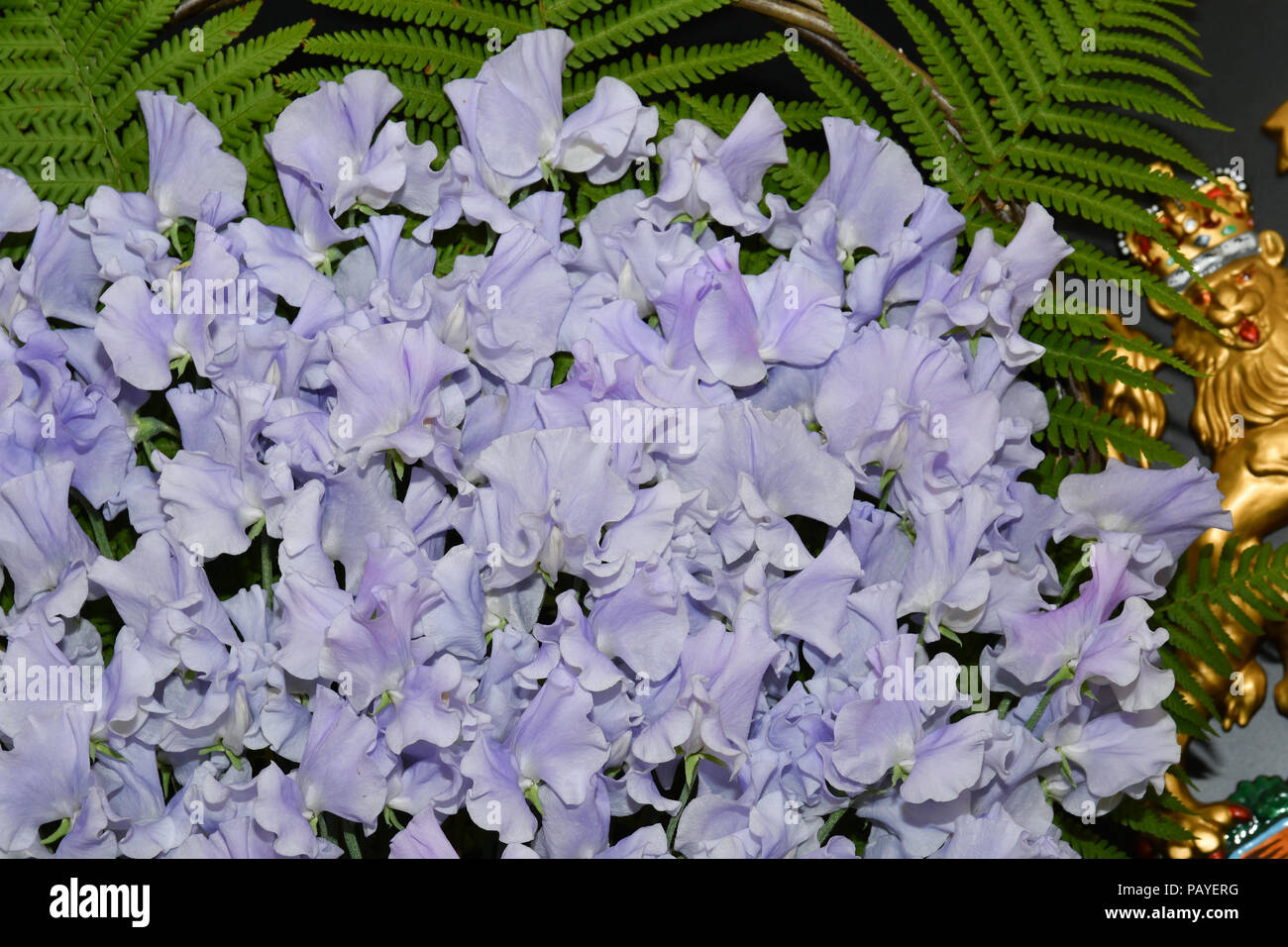 Sweet pea "ballerina blue" cut flowers Stock Photo - Alamy
