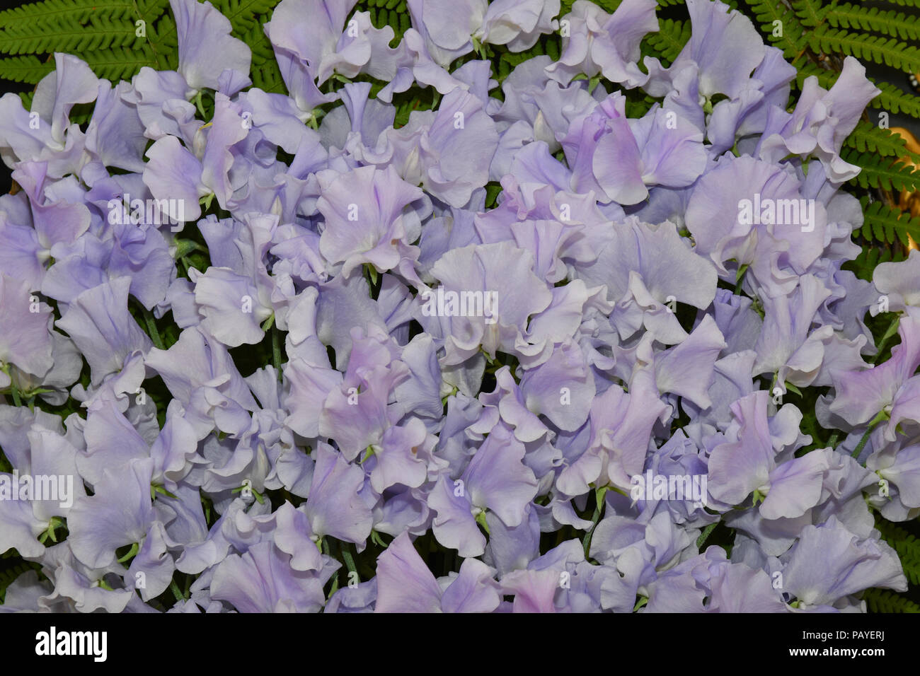 Ballerina blue sweet pea hi-res stock photography and images - Alamy