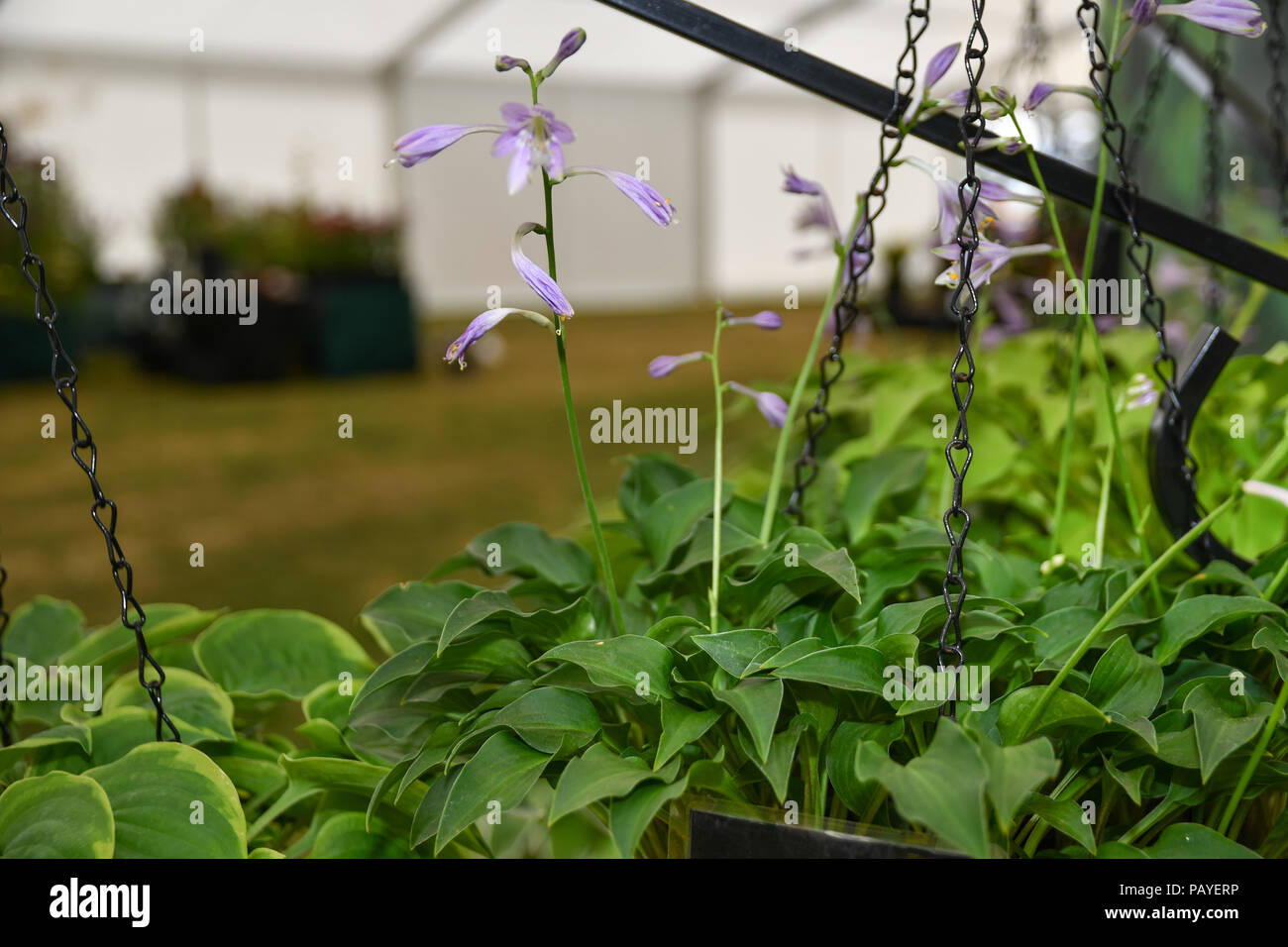 Hosta Paradise puppet plant Stock Photo - Alamy