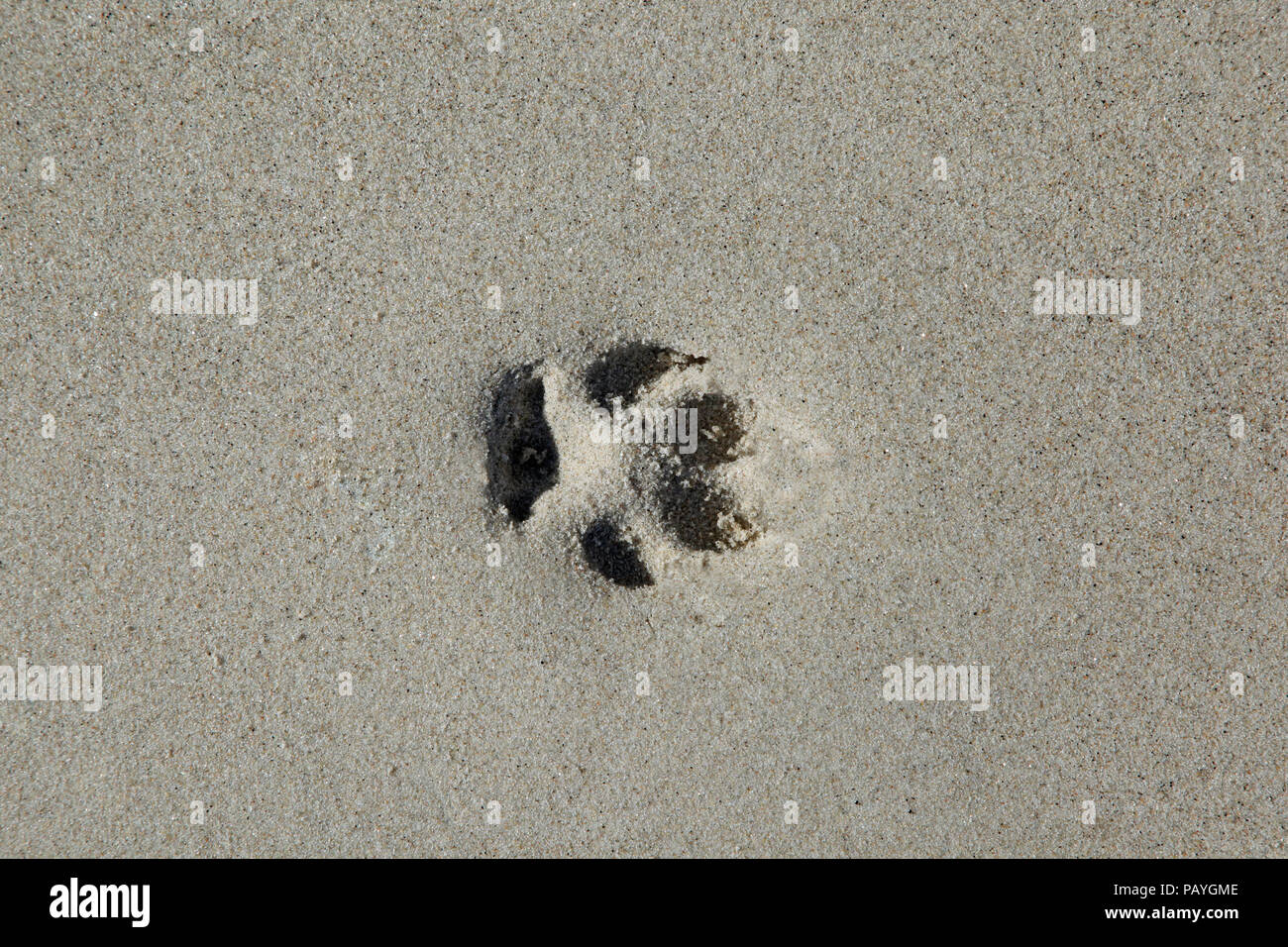 Flipper paw hi-res stock photography and images - Alamy