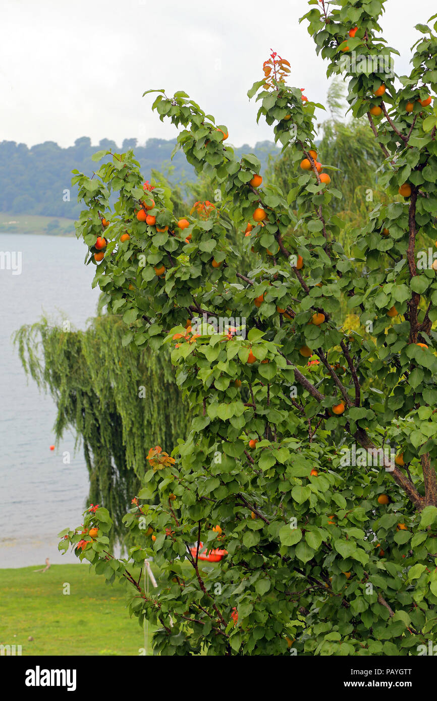 Gob tree hi-res stock photography and images - Alamy