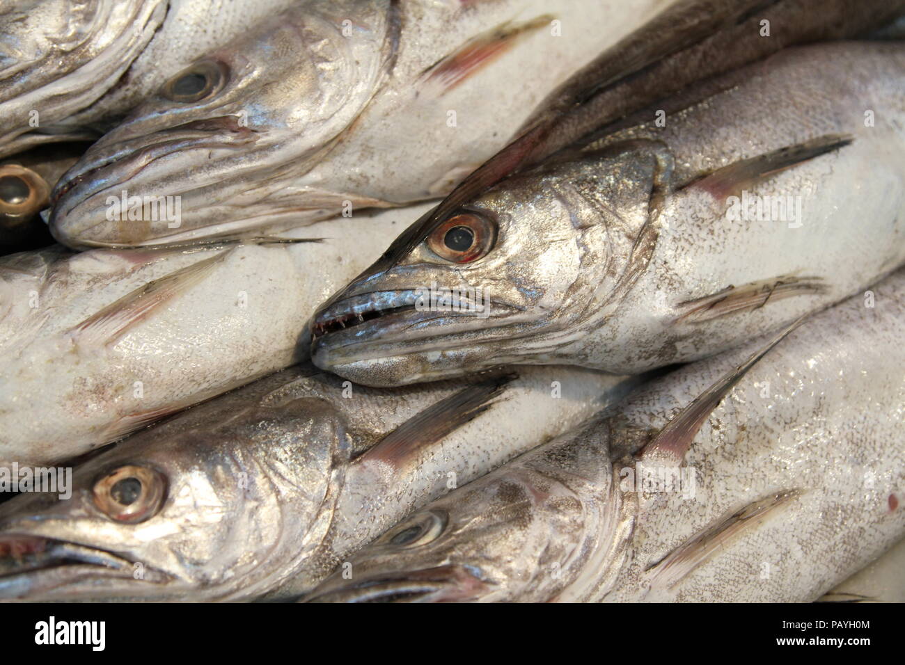 Bream red snapper herring hi-res stock photography and images - Alamy