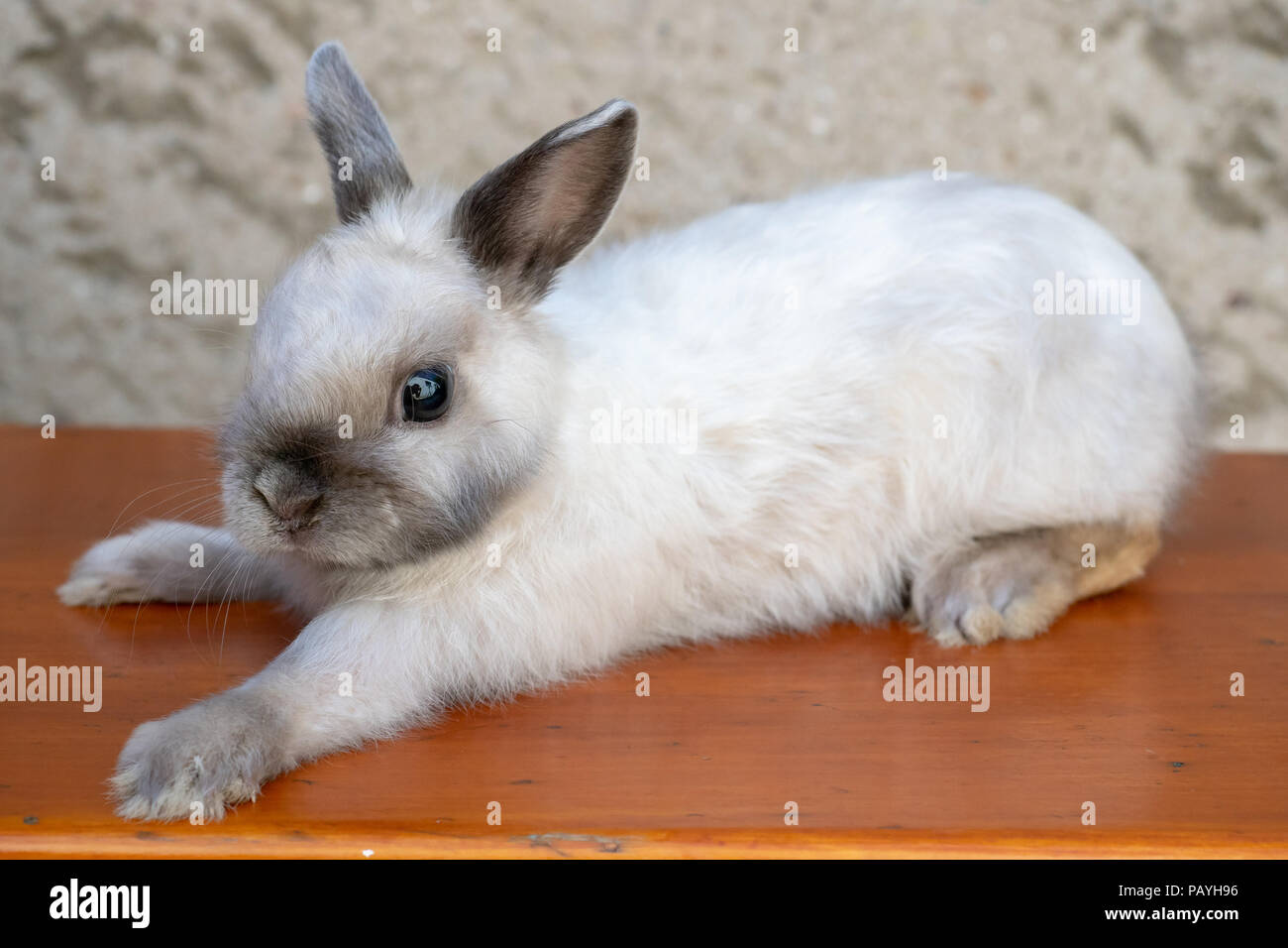 Little rabbit on wooden desk Stock Photo - Alamy