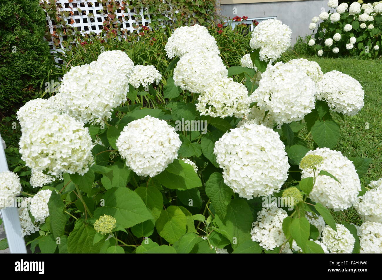 Sumer bloom hi-res stock photography and images - Alamy