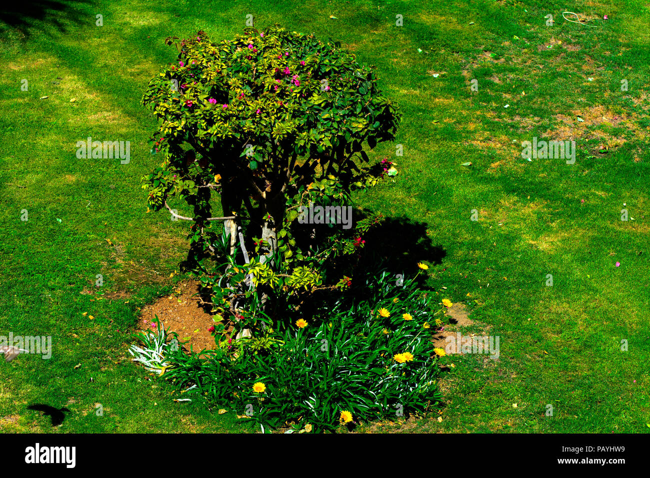 Well-groomed bush of a beautifully cropped evergreen bush box-tree on a ...