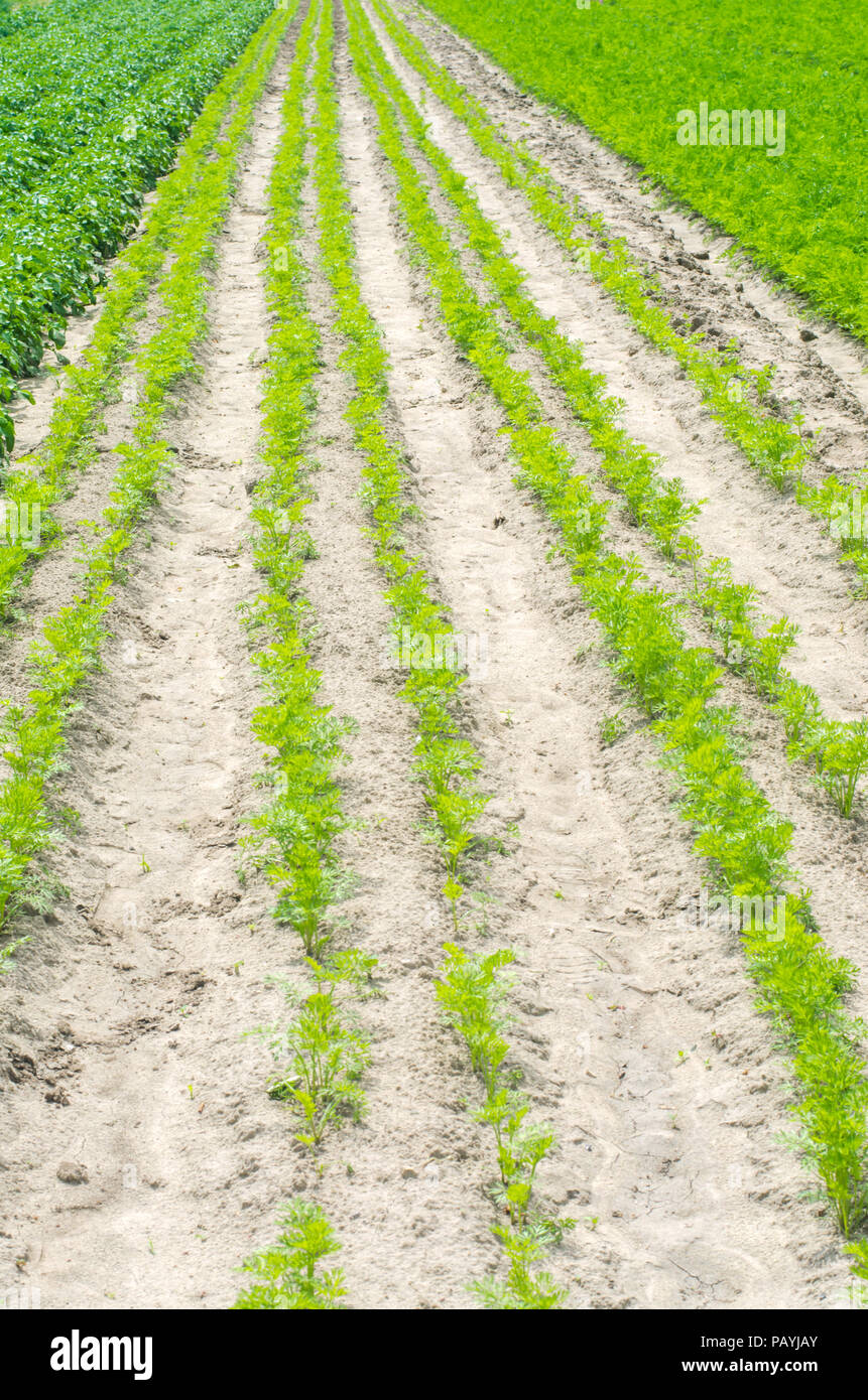 vegetable rows in the field, the landscape of agriculture, green ...