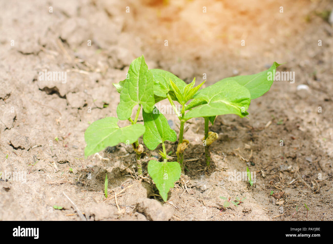 Kidney bean sprout hi-res stock photography and images - Alamy