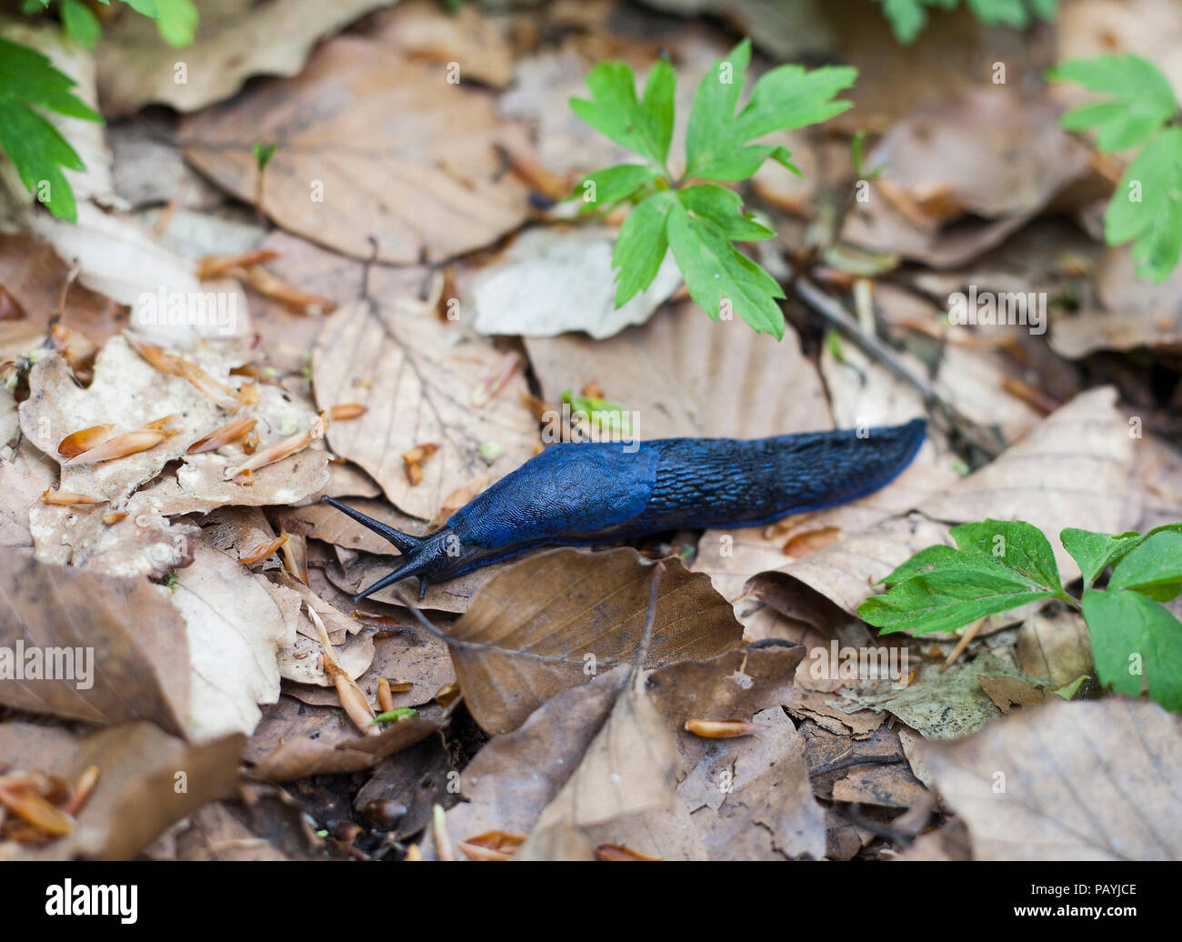Slug trap hi-res stock photography and images - Alamy