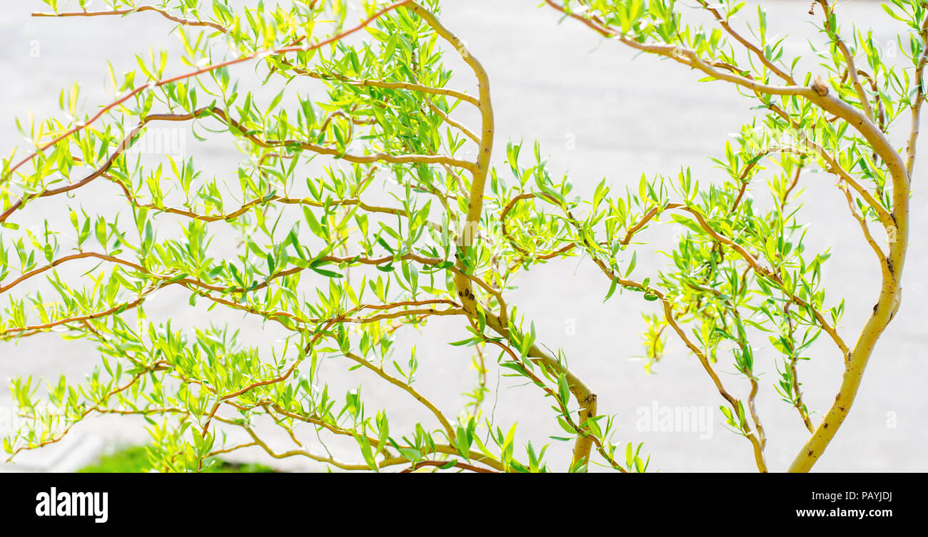 a spring tree with green leaves. background for design. nature ...