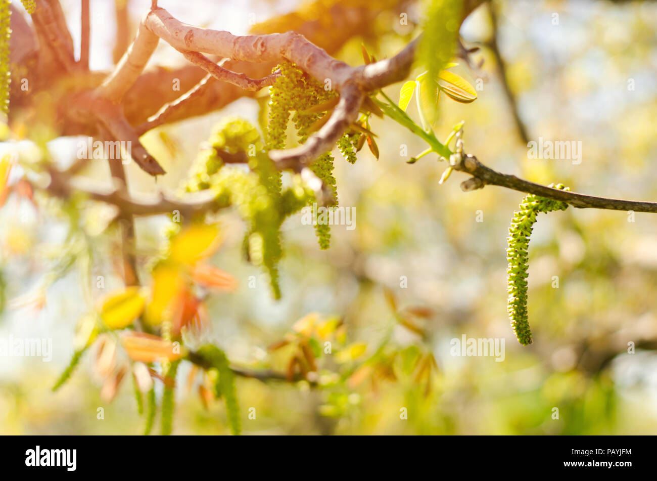 Walnut blooms hi-res stock photography and images - Alamy