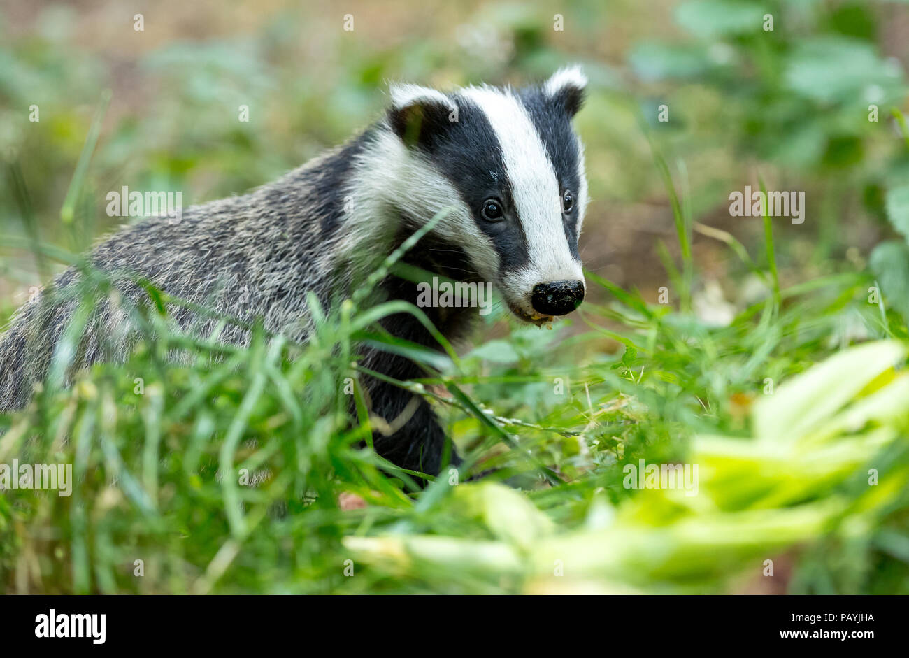 Badger, wild, native, European Badger cub in natural woodland habitat ...