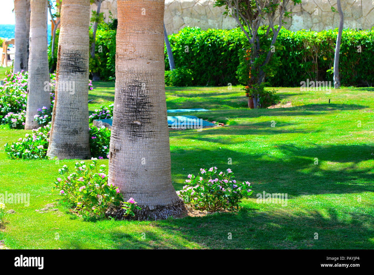 Beautiful evergreen tropical plantations in Egypt on a background of ...