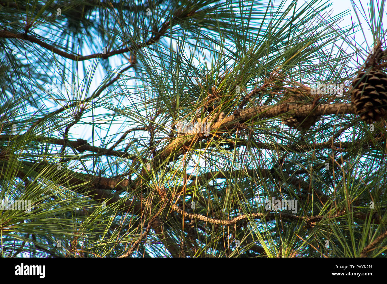 Phylogenetic Trees High Resolution Stock Photography and Images - Alamy
