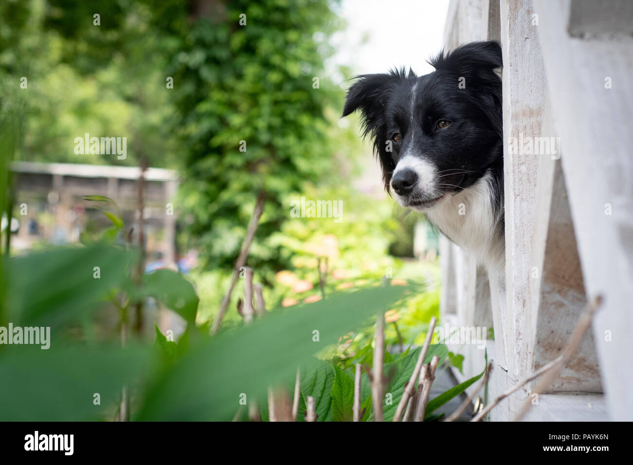 Female border collie hi-res stock photography and images - Alamy