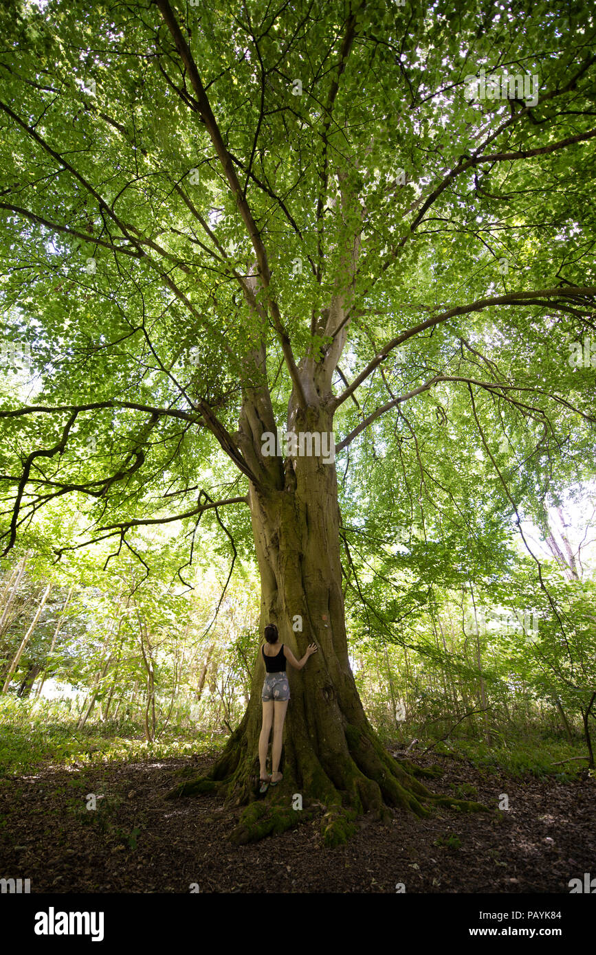 A young woman looks up a beech tree in woodland Stock Photo - Alamy