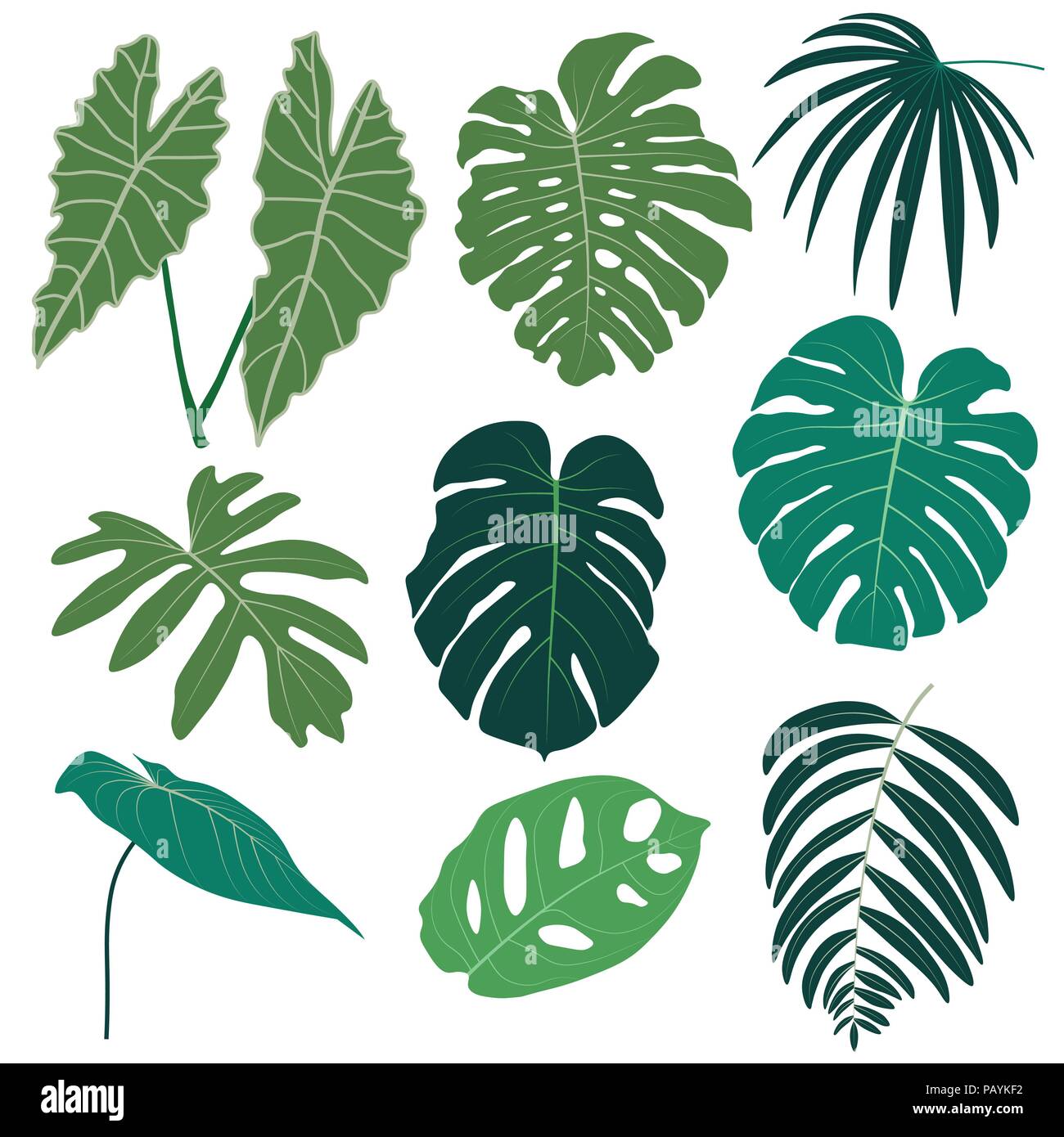 Vector set of tropical leaves Stock Vector Image & Art - Alamy